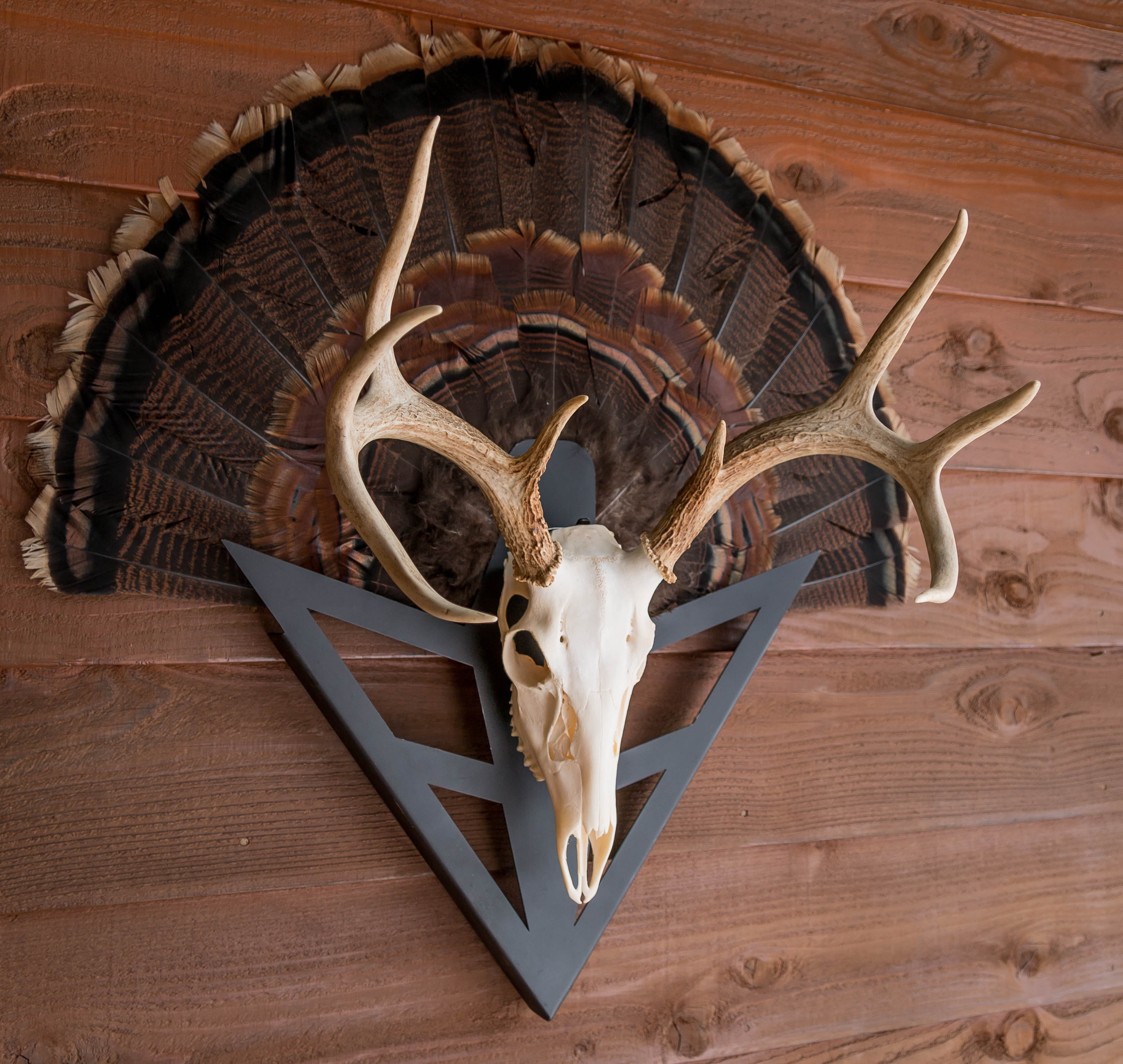 Dead Deer Strutt N Skull Mount Grey DDEM9 Home Decor 700191613316 EBay
